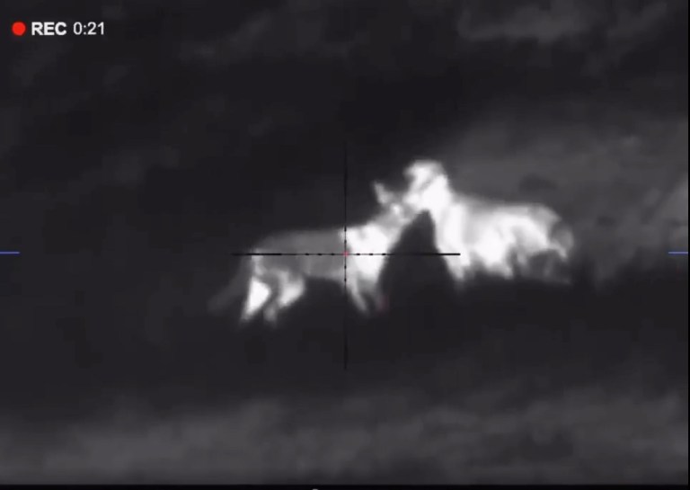 Video: Dead Whale Explodes in a Shower of Blood and Guts | Outdoor Life