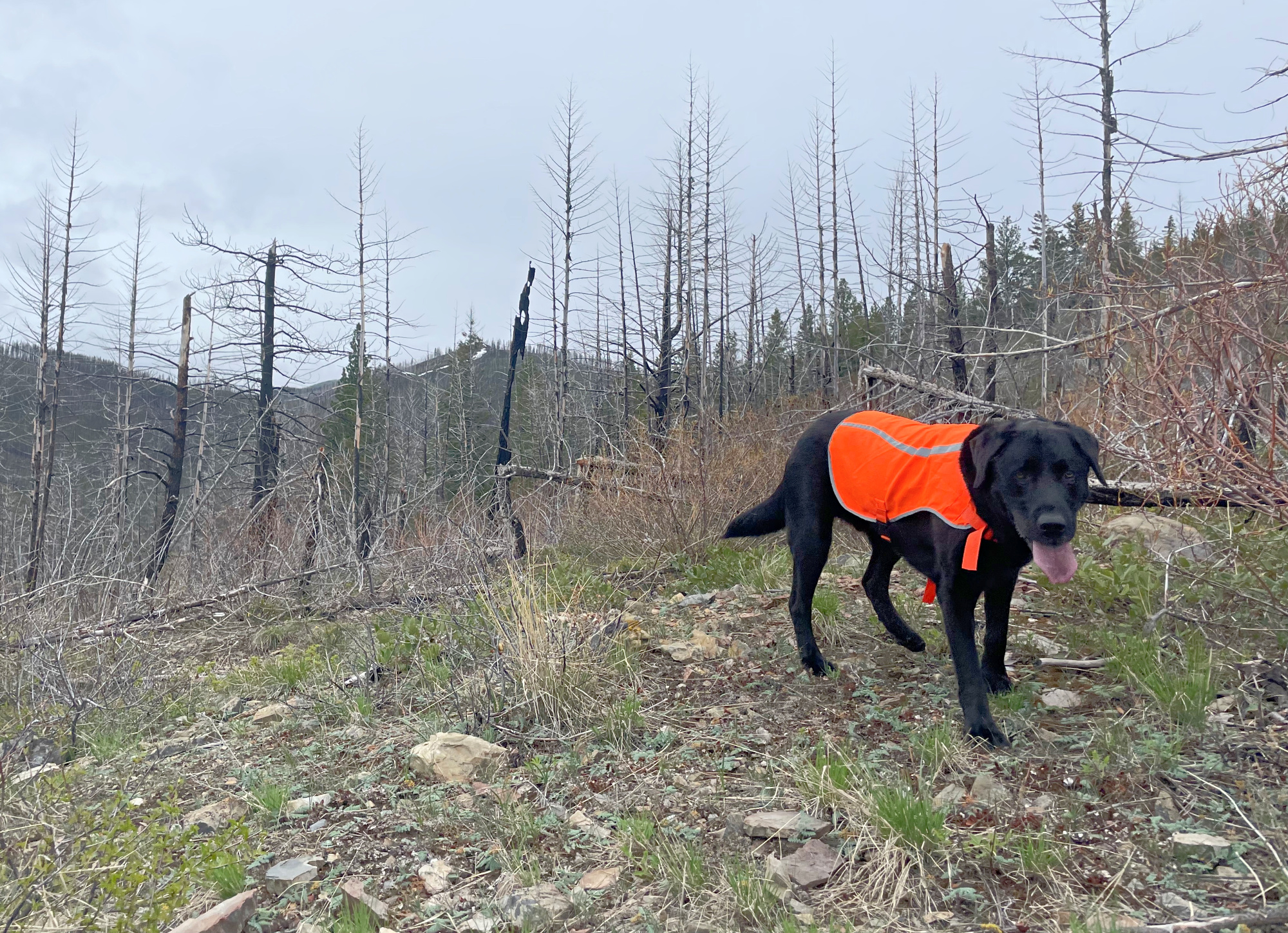 Hunting Dogs | Outdoor Life