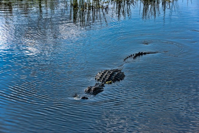 Gator Bites Off Fisherman's Hand on a Florida Golf Course | Outdoor Life