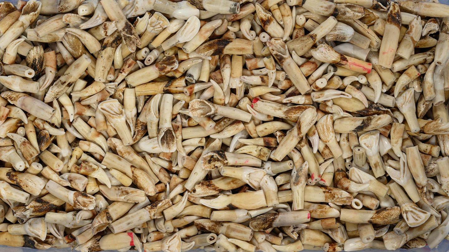 An Inside Look at the Wildlife Lab That Ages 10,000 Animals Every Month ...