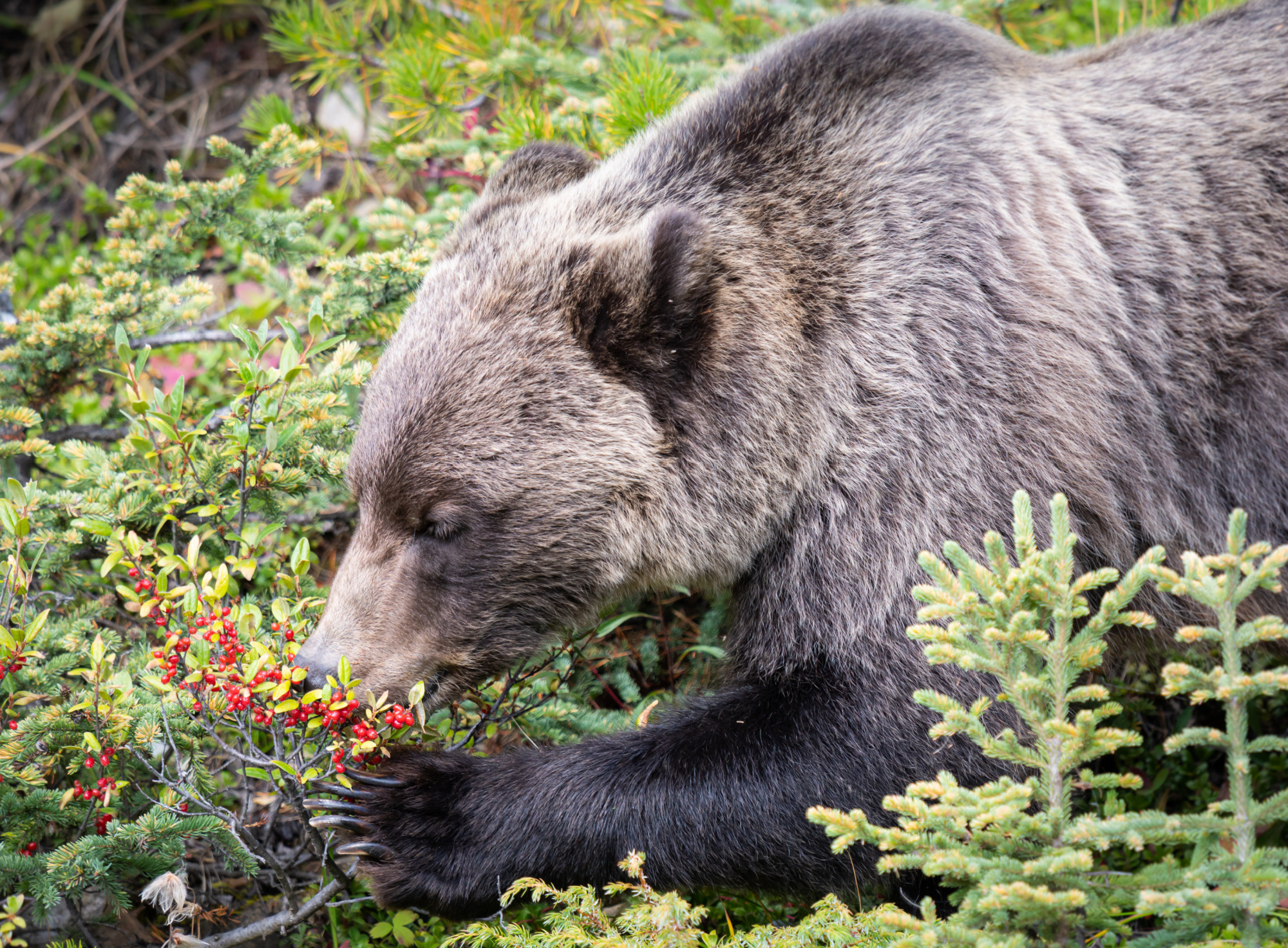 What Do Grizzly Bears Eat? | Outdoor Life
