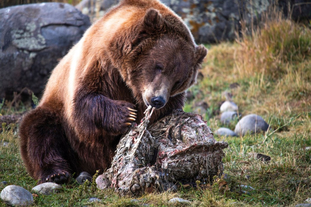 What Do Grizzly Bears Eat? These 55+ Favorite Foods