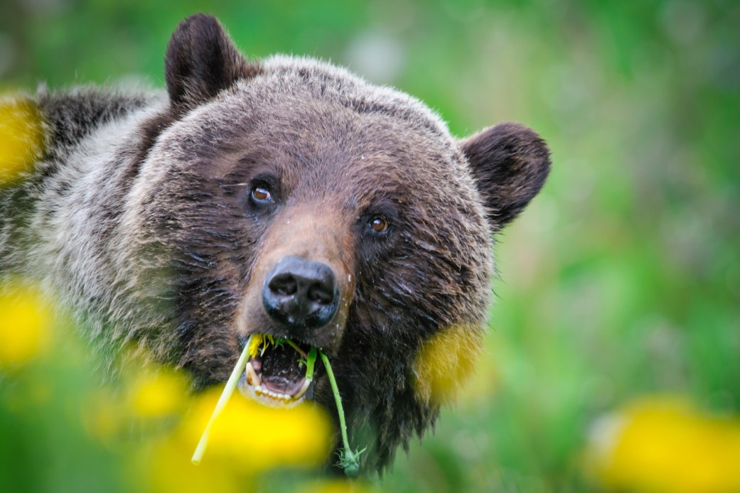 What Do Grizzly Bears Eat? These 55+ Favorite Foods