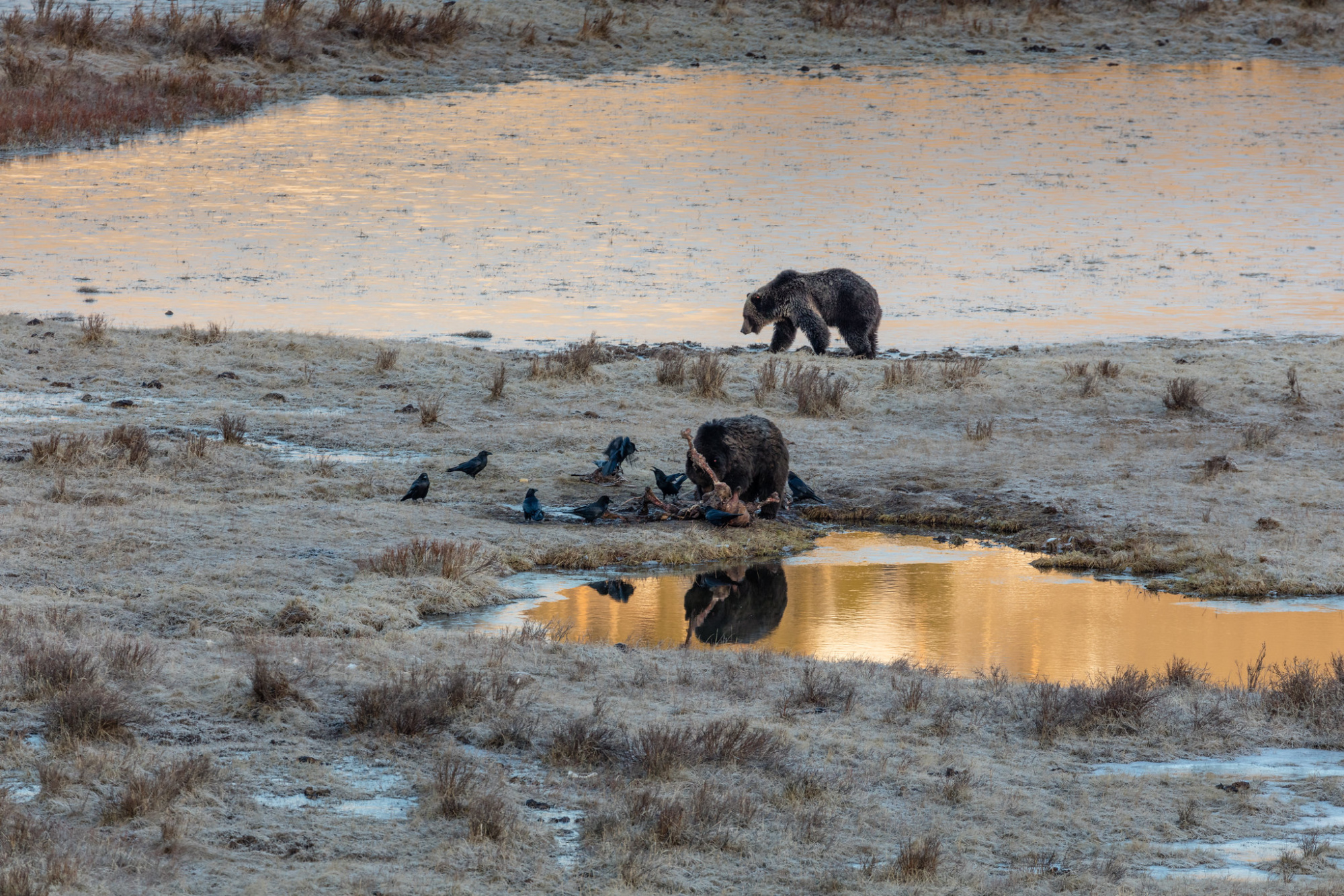 What Do Grizzly Bears Eat? | Outdoor Life