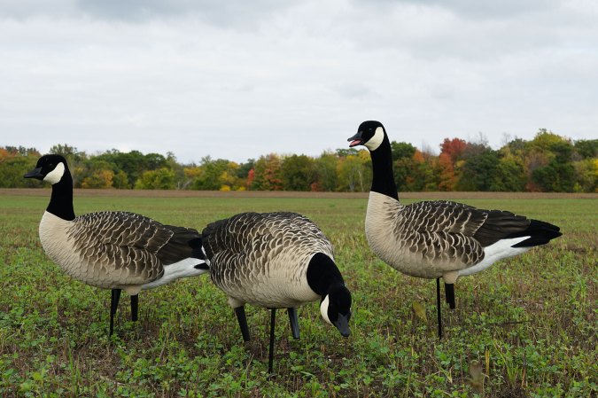 Best Goose Decoys of 2024 | Outdoor Life