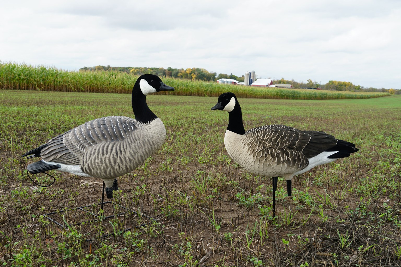 Best Goose Decoys of 2025 | Outdoor Life