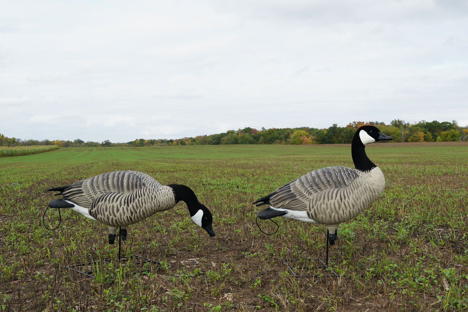 Best Goose Decoys of 2025 | Outdoor Life