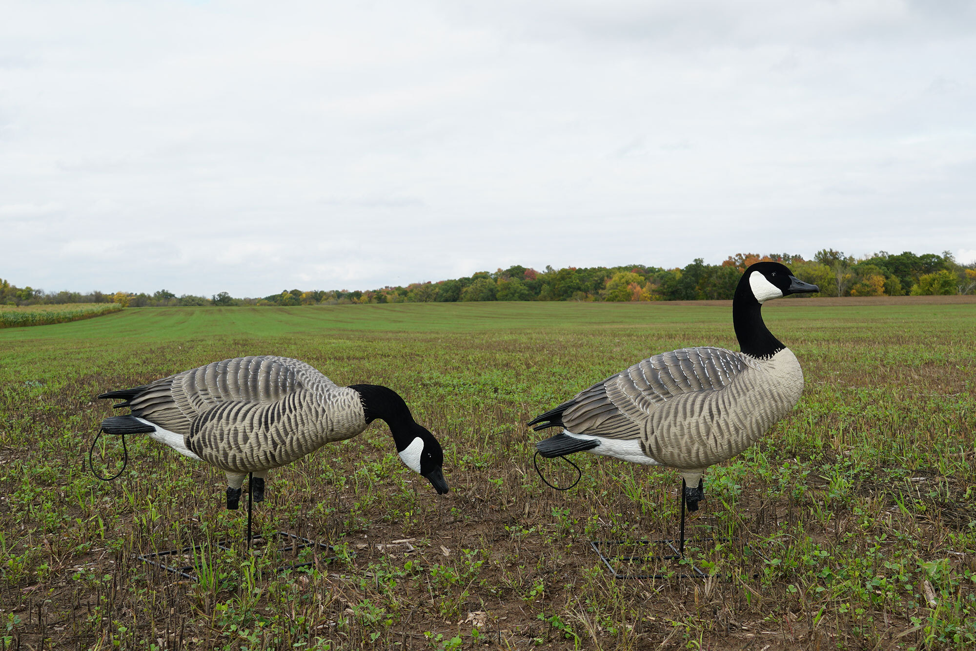 Best Goose Decoys of 2023 | Outdoor Life