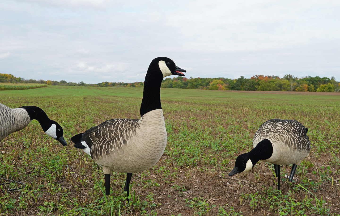 Best Goose Decoys of 2024 | Outdoor Life