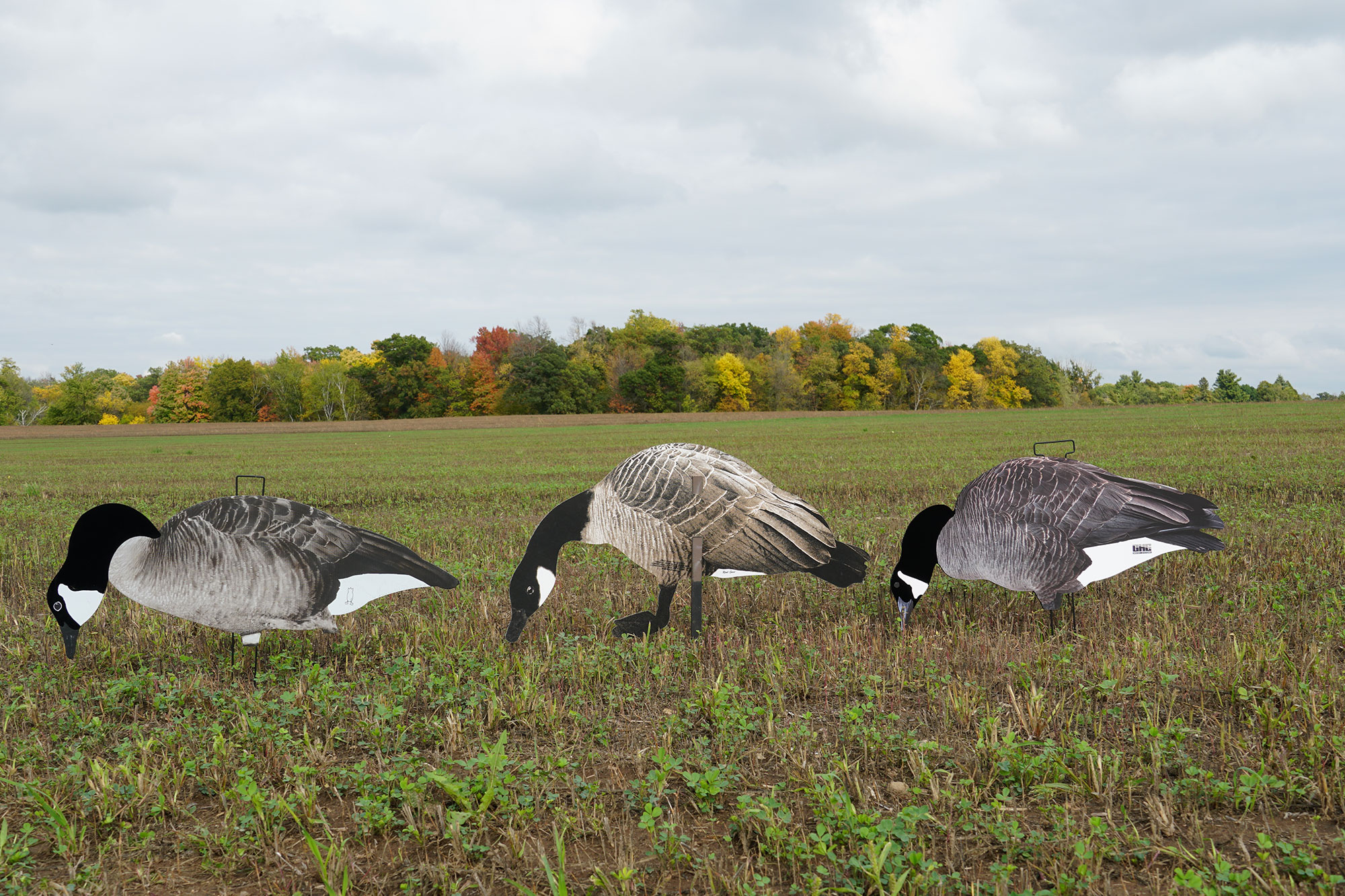 Best Goose Decoys of 2023 | Outdoor Life