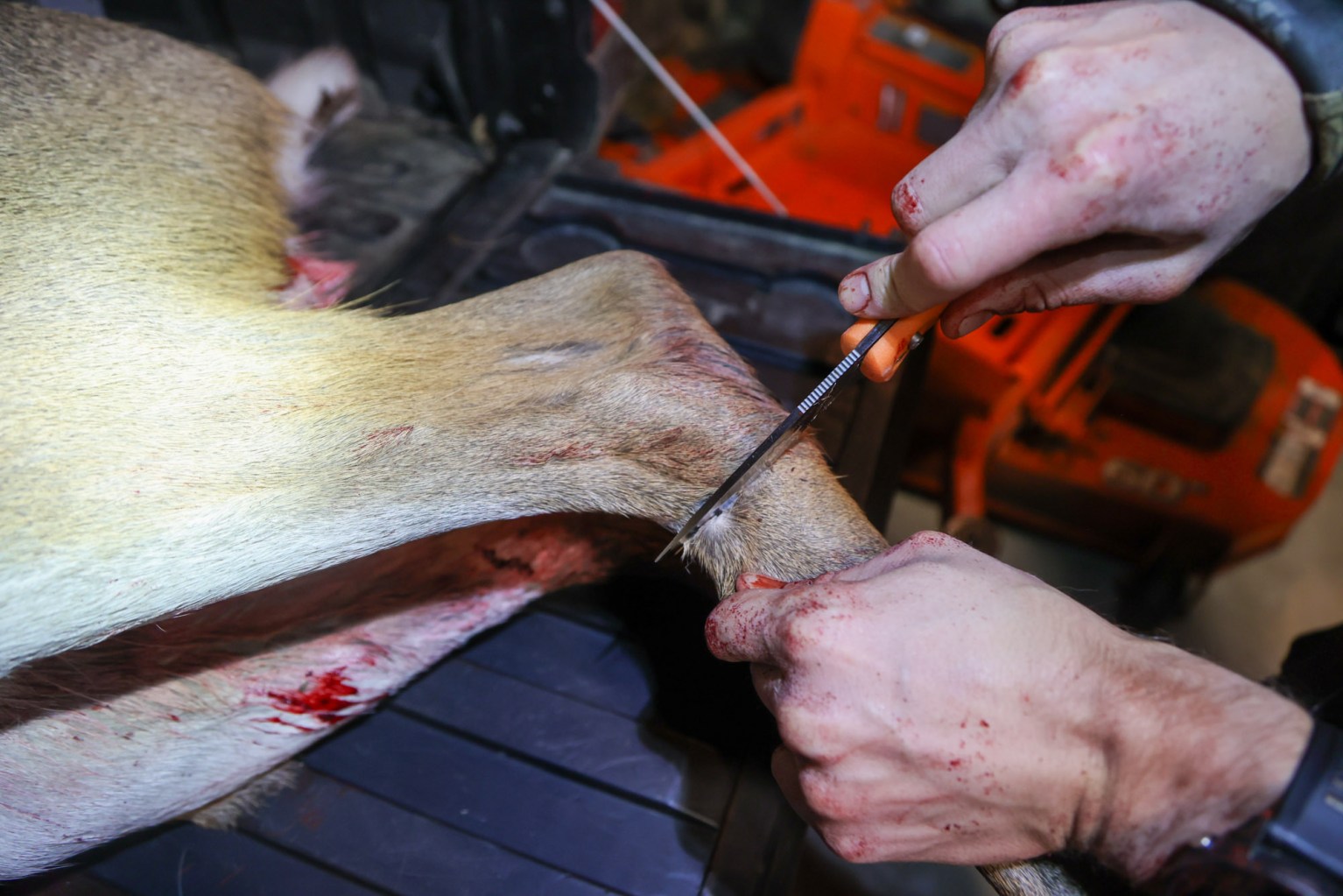 How to Skin a Deer | Outdoor Life