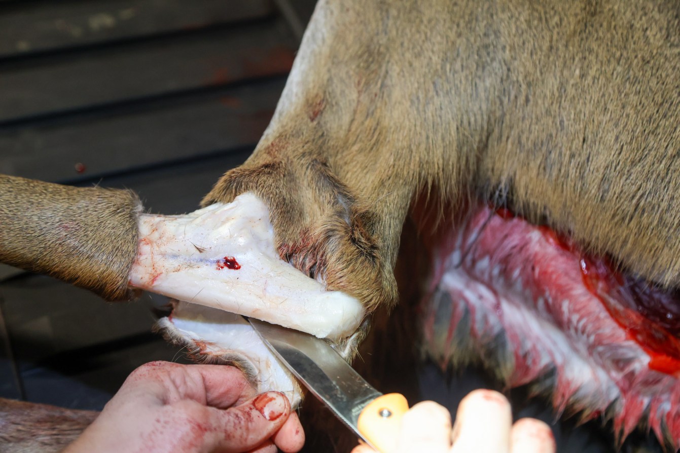 How to Skin a Deer | Outdoor Life