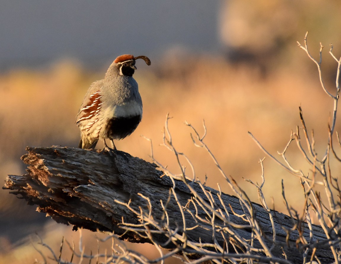 The Time Jack O'Connor Trespassed, Killed a Quail in a Lady's Yard, and ...