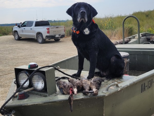 Watch: Ball of Mating Pythons Spotted in Australian National Park ...