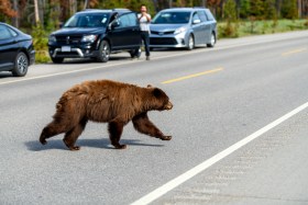How Fast Can a Bear Run? Faster Than You | Outdoor Life