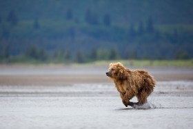 How Fast Can a Bear Run? Faster Than You | Outdoor Life