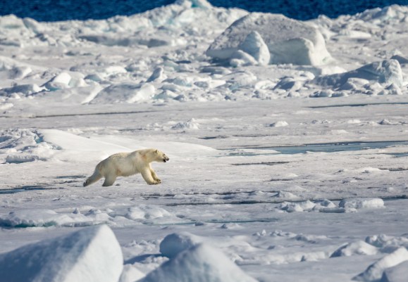 How Fast Can a Bear Run? Faster Than You | Outdoor Life