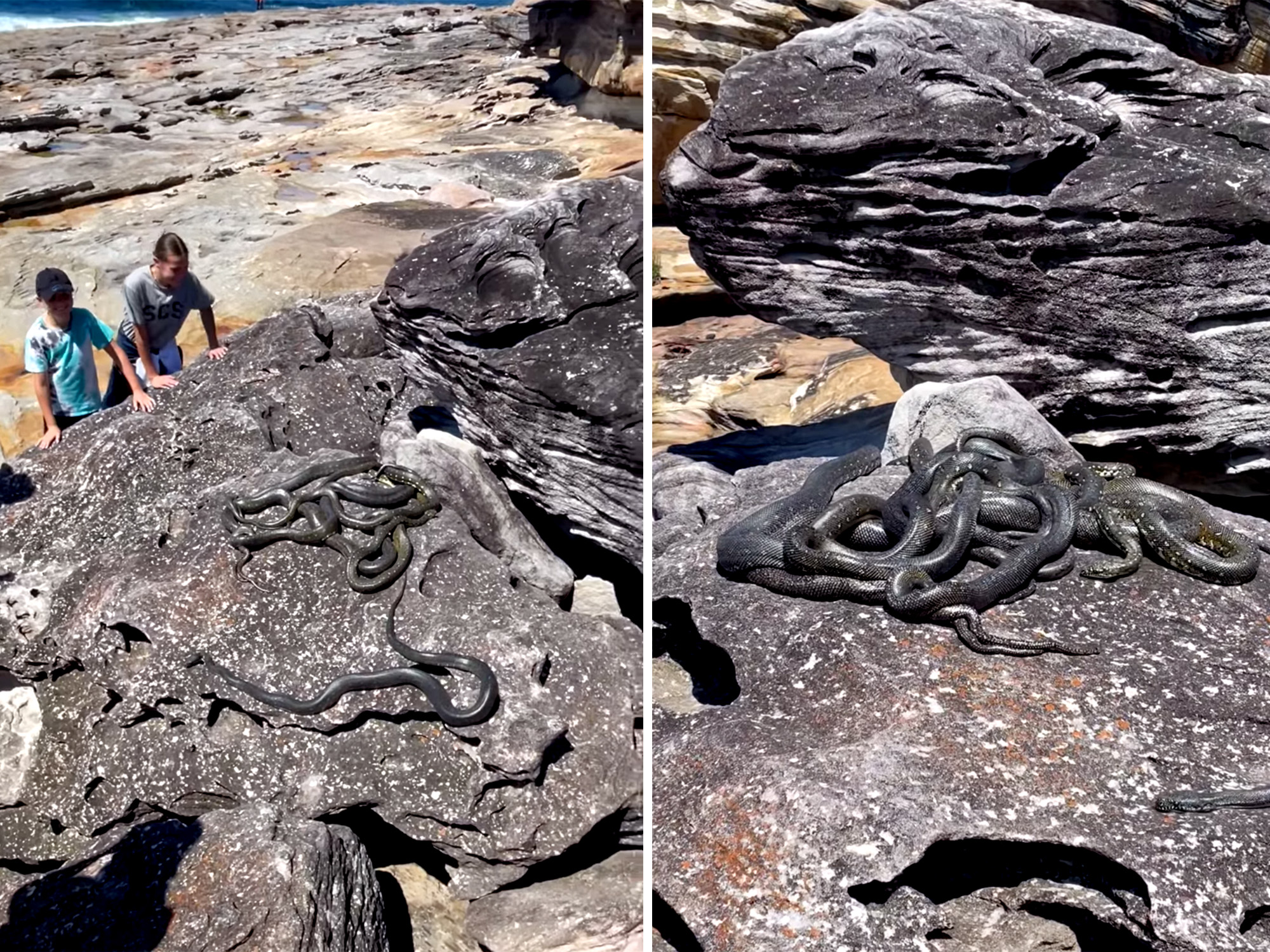 Watch: Ball of Mating Pythons Spotted in Australian National Park ...