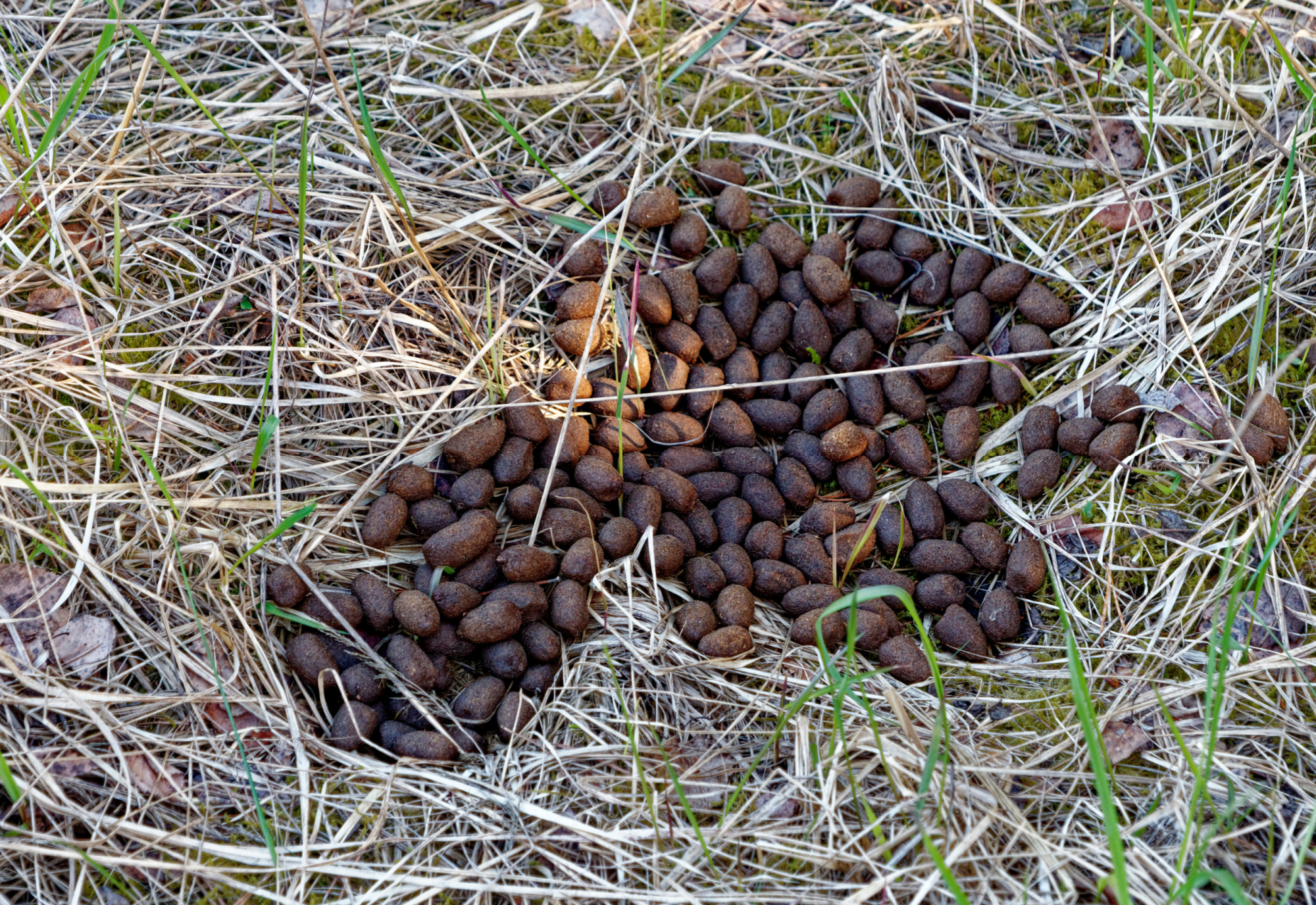 What Does Deer Poop Look Like? | Outdoor Life
