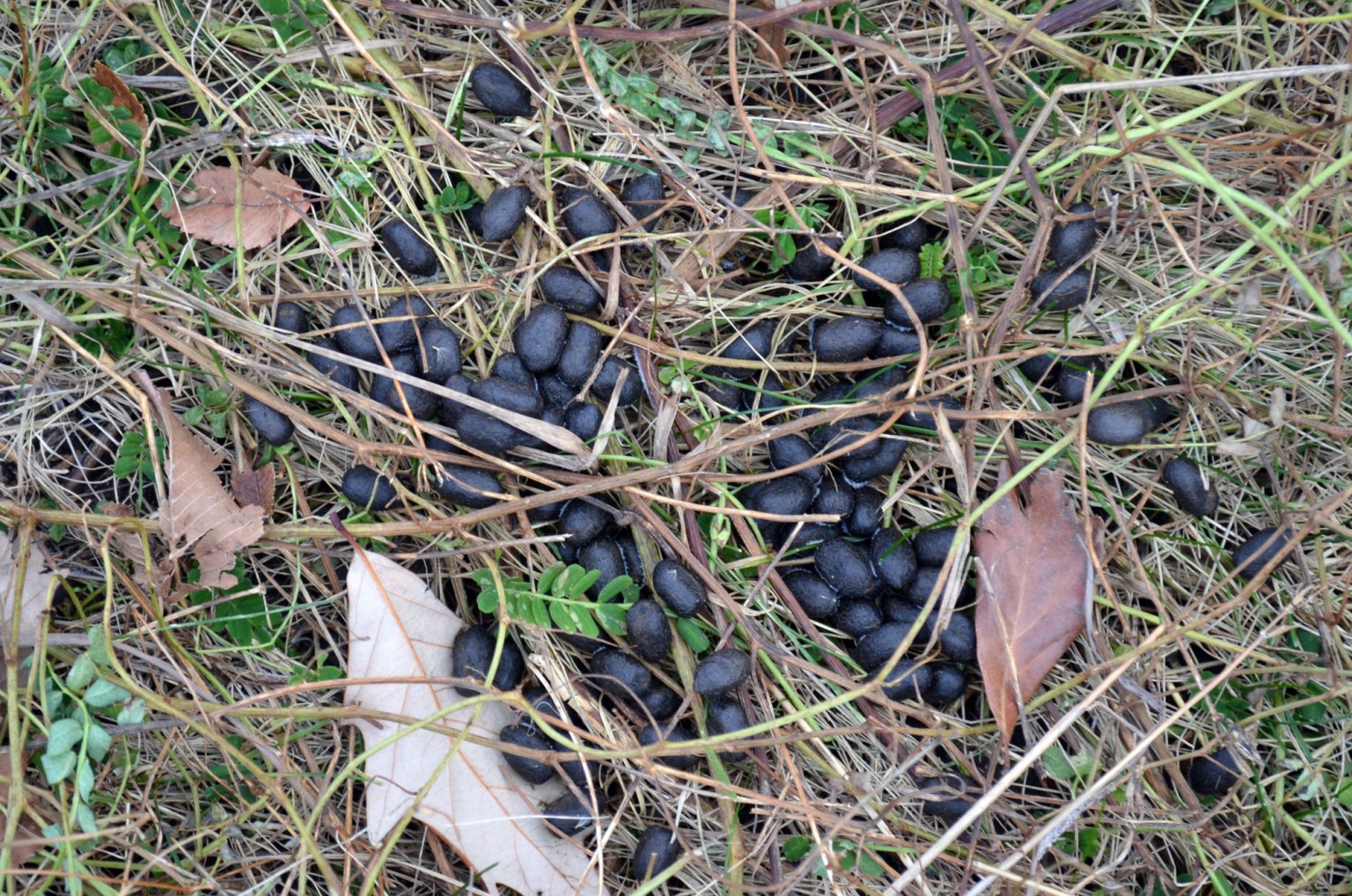 What Does Deer Poop Look Like? | Outdoor Life