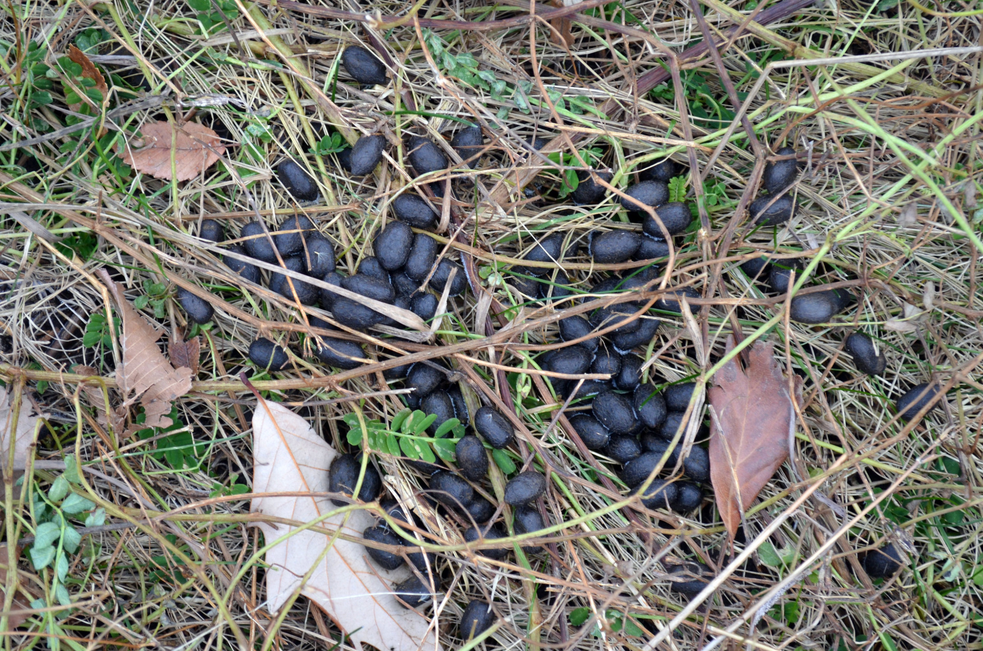 What Does Deer Poop Look Like? | Outdoor Life