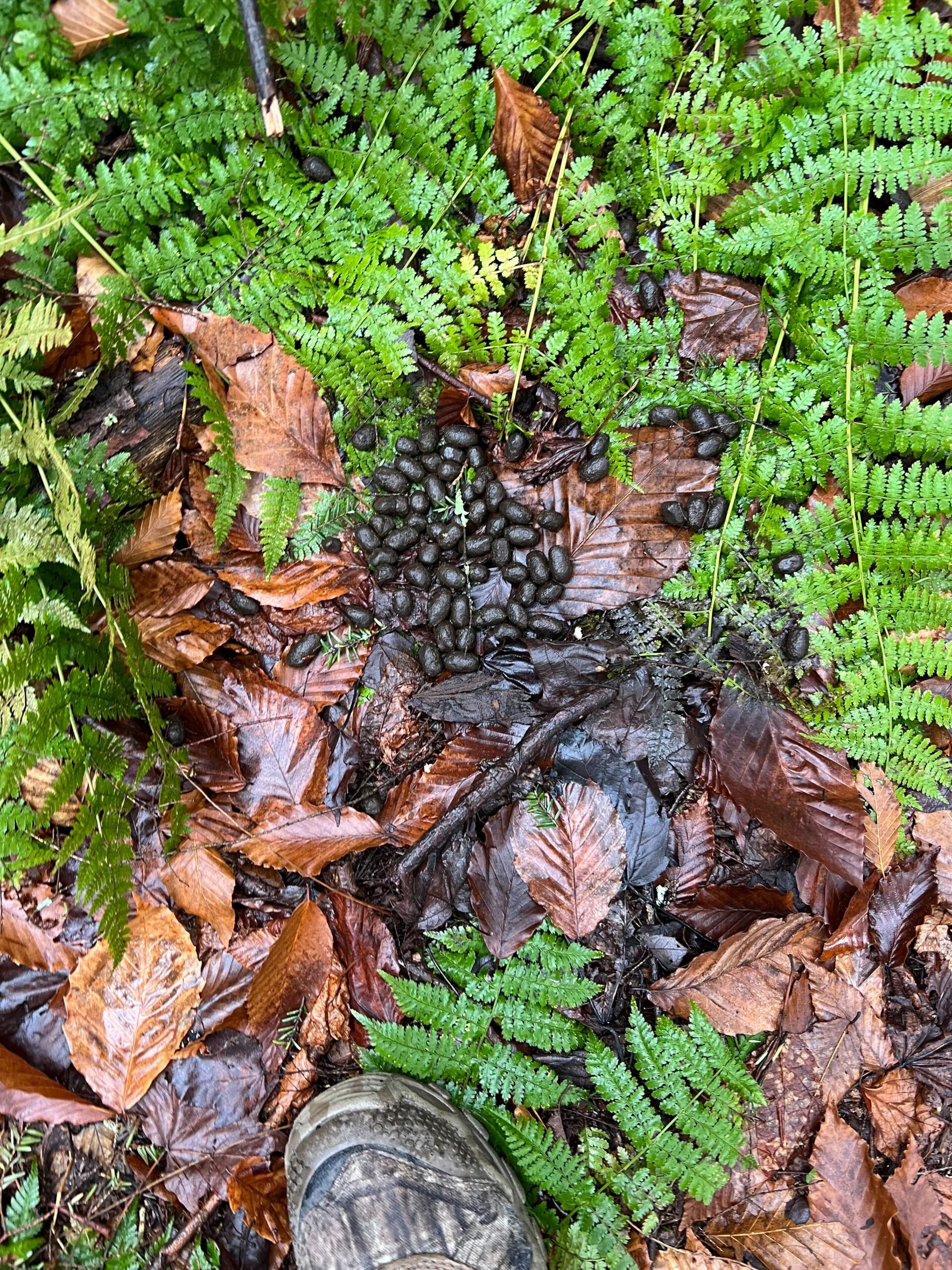 What Does Deer Poop Look Like? | Outdoor Life