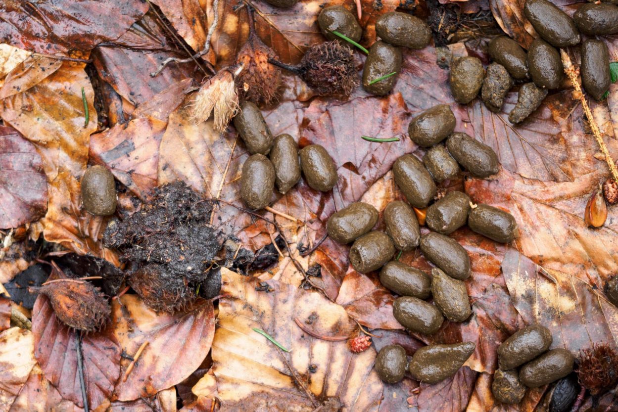 What Does Deer Poop Look Like? | Outdoor Life