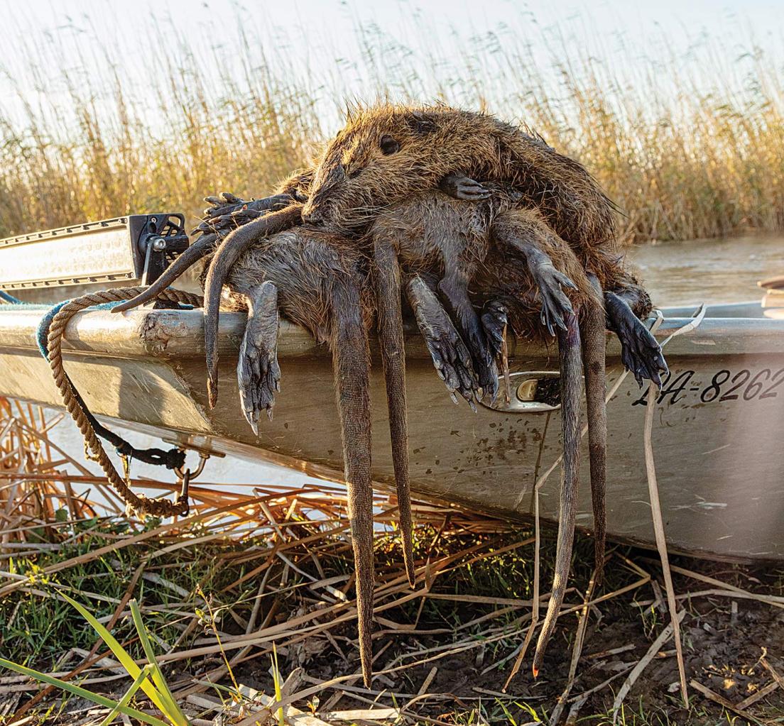 I Learned to Hunt (and Cook) Louisiana's Invasive Swamp Rats Like a ...