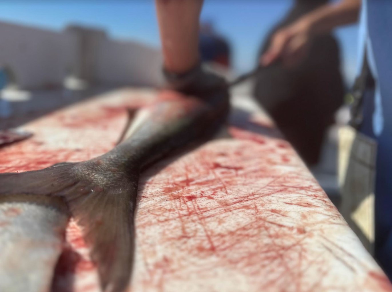 Bluefish: A Guide to Catching and Eating Blues | Outdoor Life