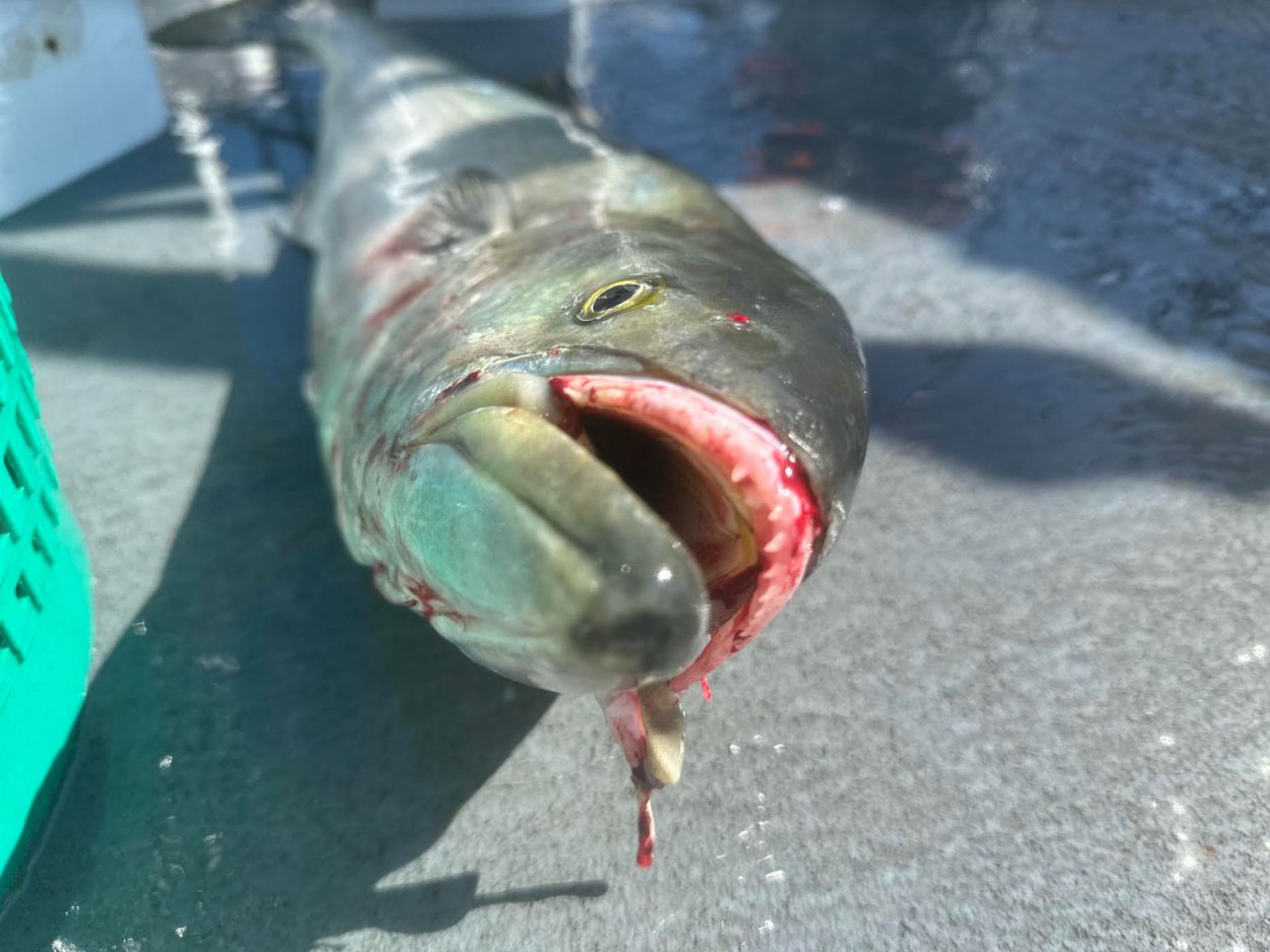 Bluefish: A Guide to Catching and Eating Blues | Outdoor Life