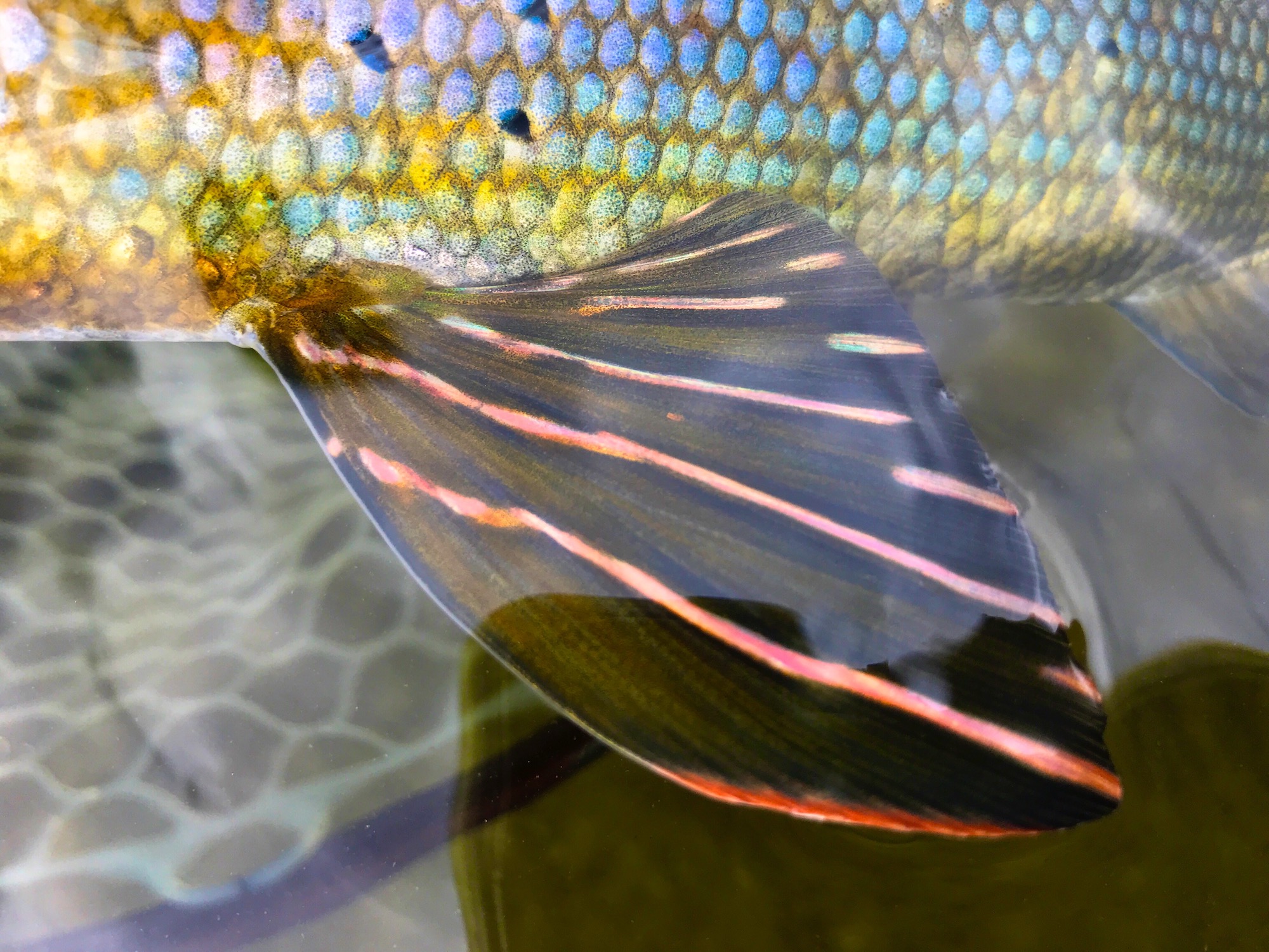 Grayling Fishing Returns to Michigan for the First Time in 100 Years ...