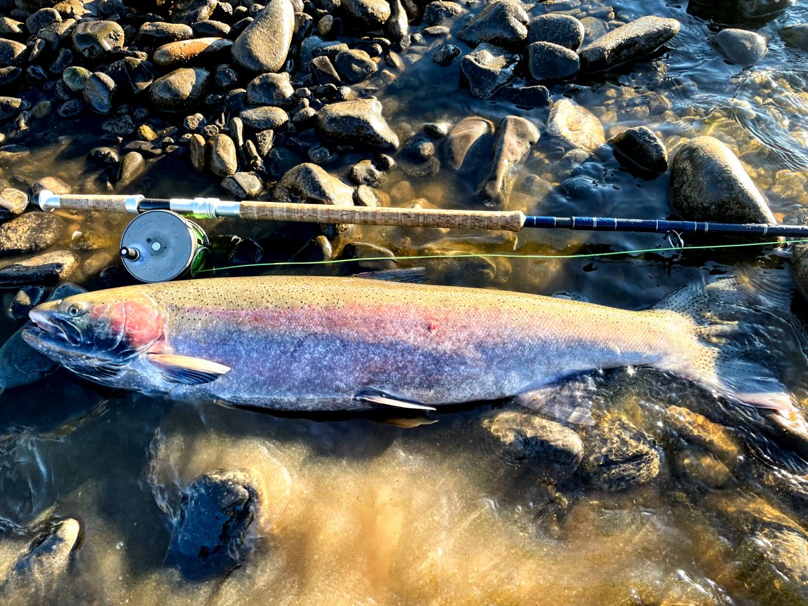 Idaho Fly Fisherman Lands New State-Record Steelhead | Outdoor Life