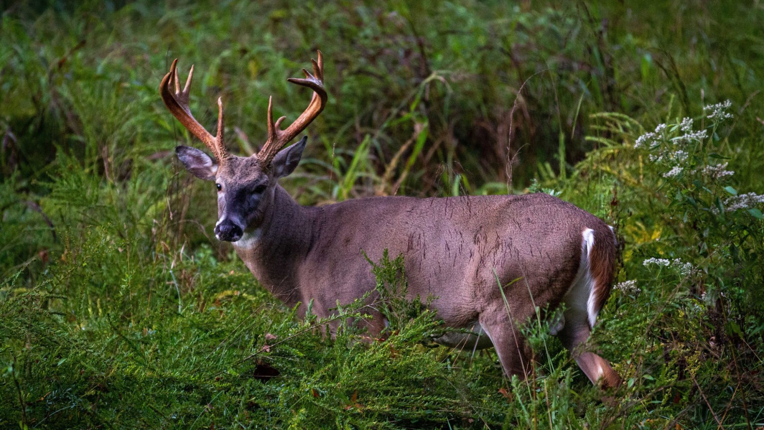 How Long Do Deer Live? | Outdoor Life