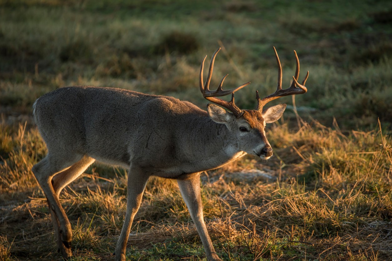 How Weather Affects the Whitetail Rut, With Dr. Grant Woods | Outdoor Life