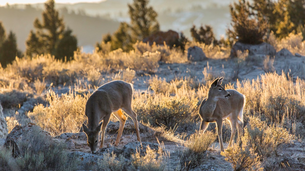 How Long Do Deer Live? | Outdoor Life