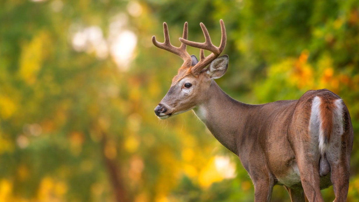 How Long Do Deer Live? | Outdoor Life