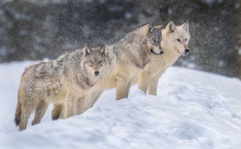 Podcast: Wolves Will Be Delisted, Public-Land Transfer Attempts Will ...