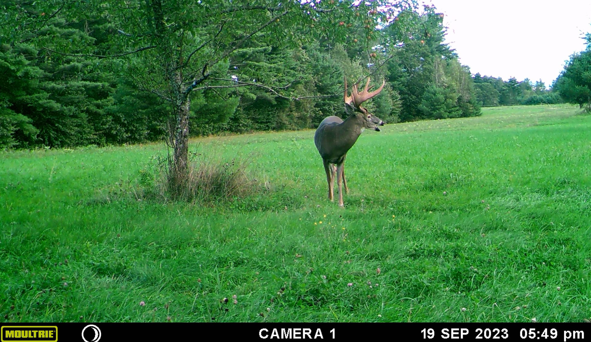 Maine Hunter Tags One of the Biggest 8-Points in State History ...