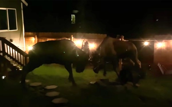 Watch: Drunk Dudes Harass Moose, Get Stomped | Outdoor Life