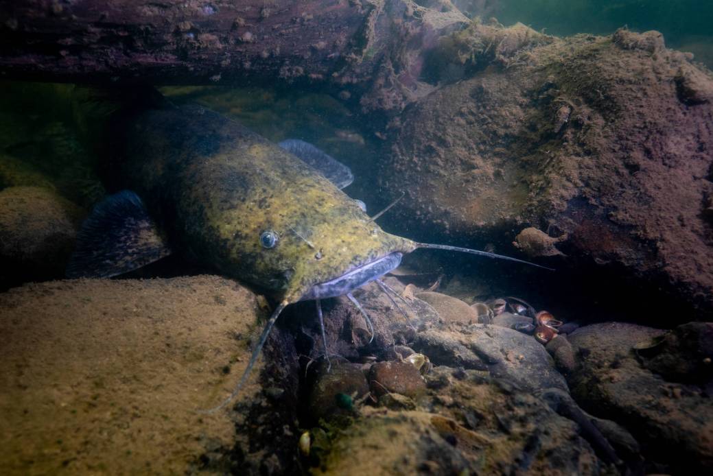 The Complete Guide to Noodling Catfish | Outdoor Life