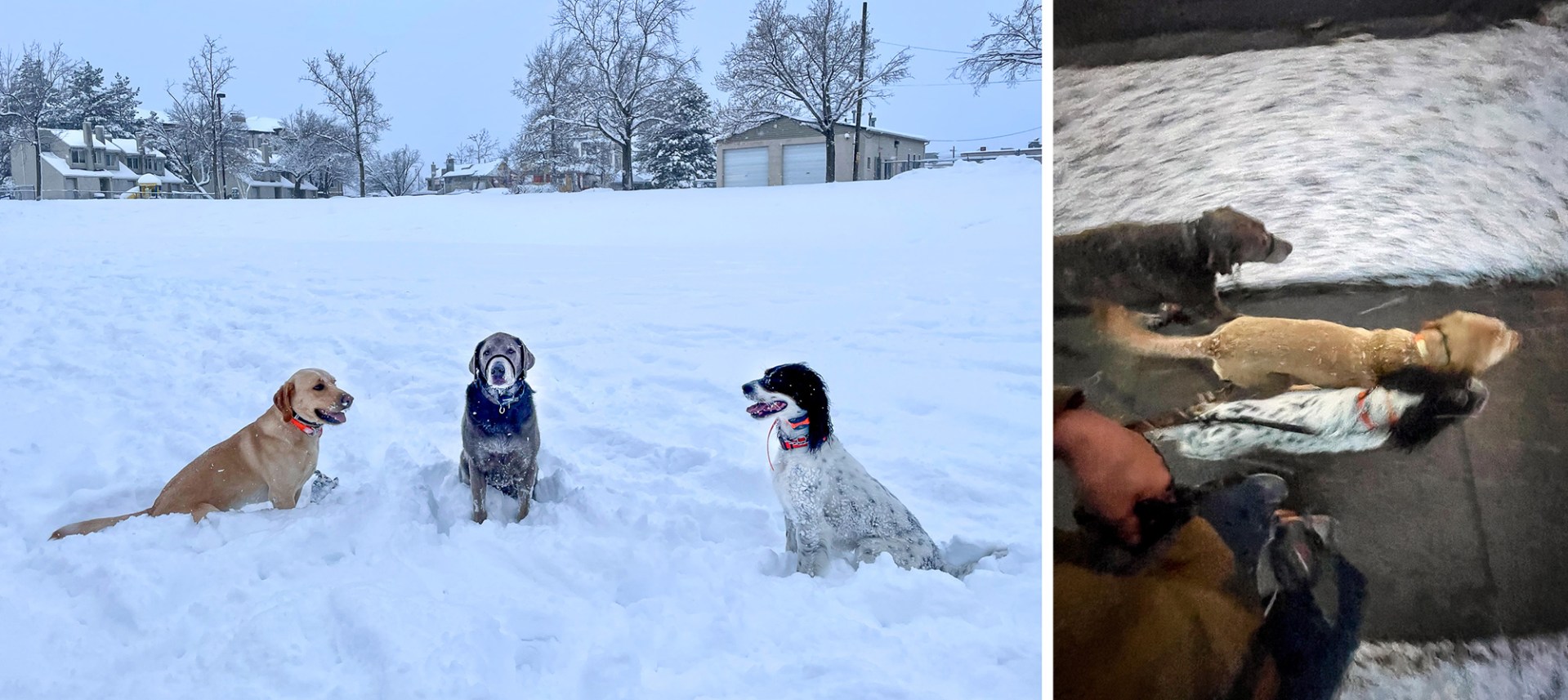 The Best Dog Training Collars, Tested and Reviewed | Outdoor Life