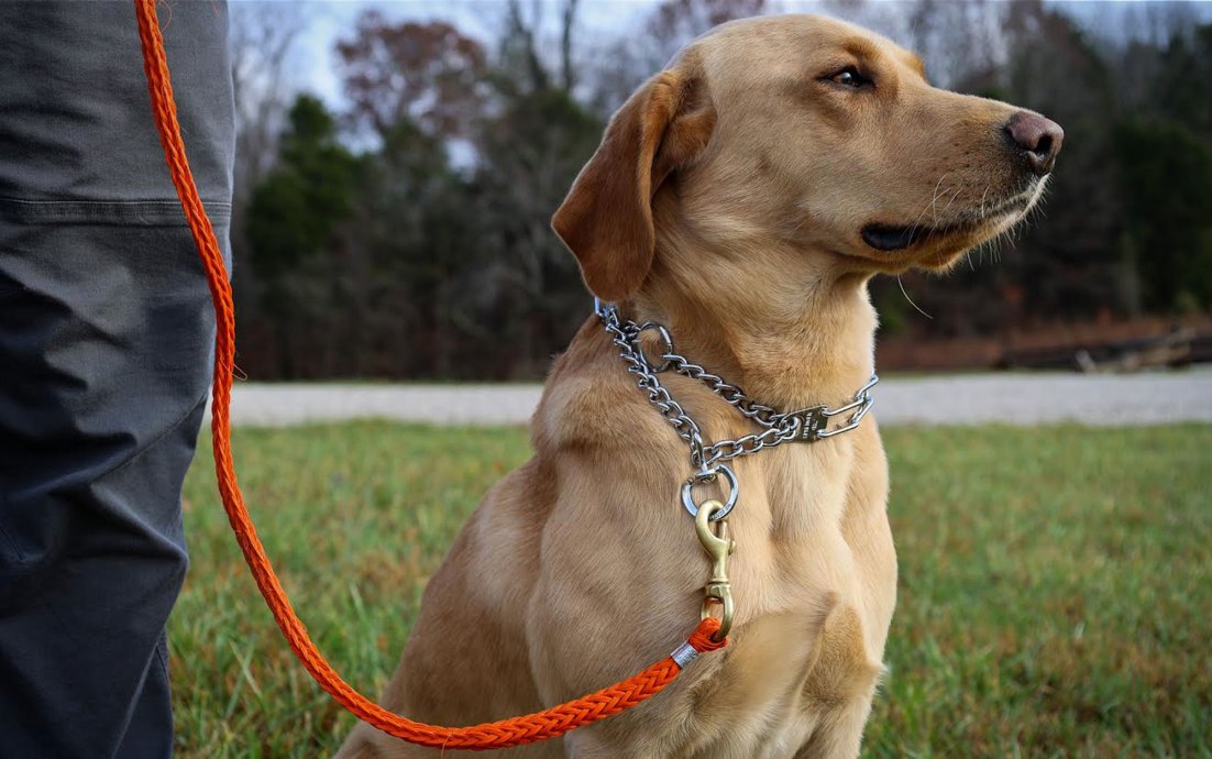 The Best Dog Training Collars, Tested and Reviewed | Outdoor Life