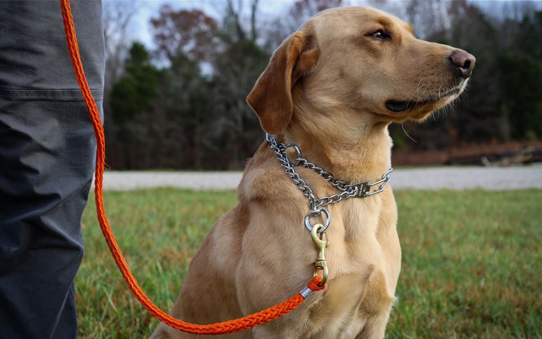 The Best Dog Training Collars, Tested and Reviewed | Outdoor Life