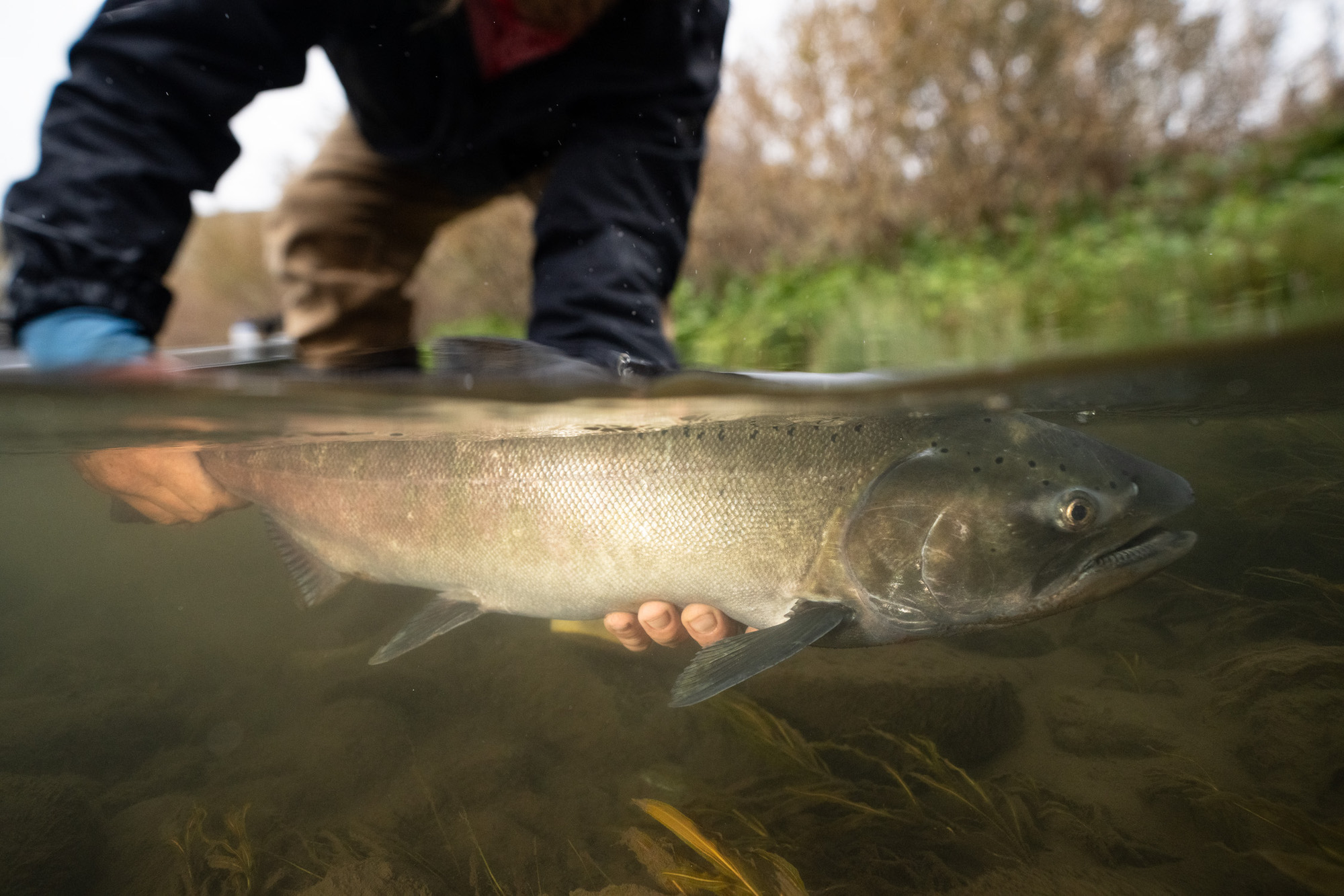 Angler Releases Would-Be World-Record Chinook Salmon | Outdoor Life