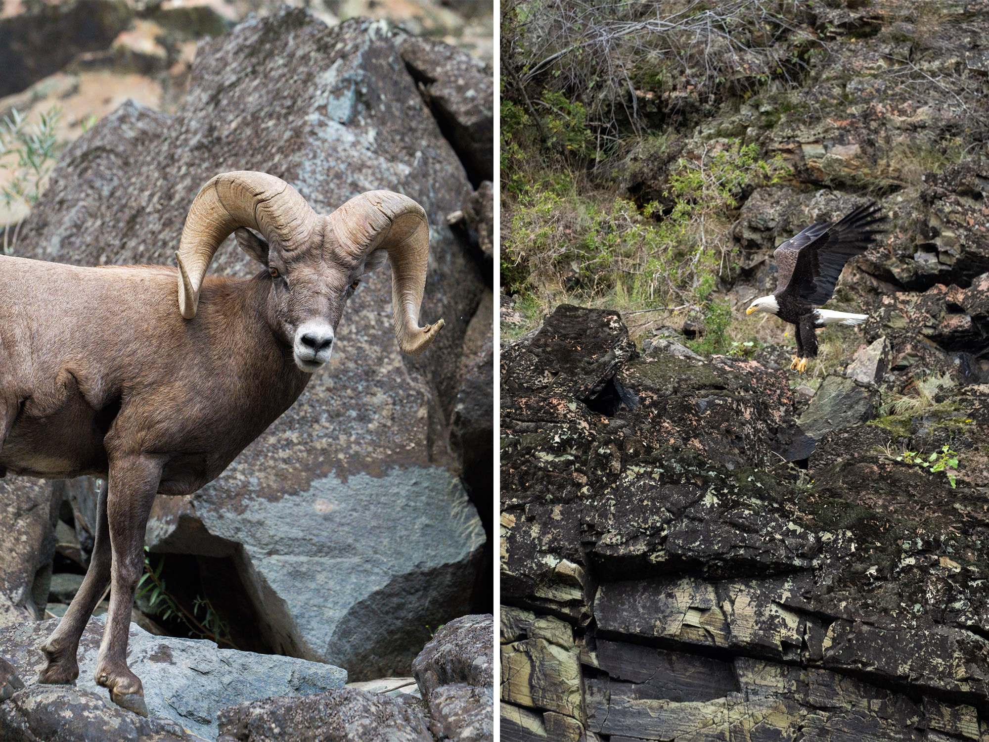 It's Time to Free the Lower Snake and Save Idaho's Wild Salmon ...