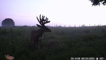 How to Hunt Big Bucks Over Bait | Outdoor Life