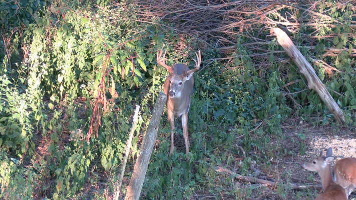 How to Hunt Big Bucks Over Bait | Outdoor Life