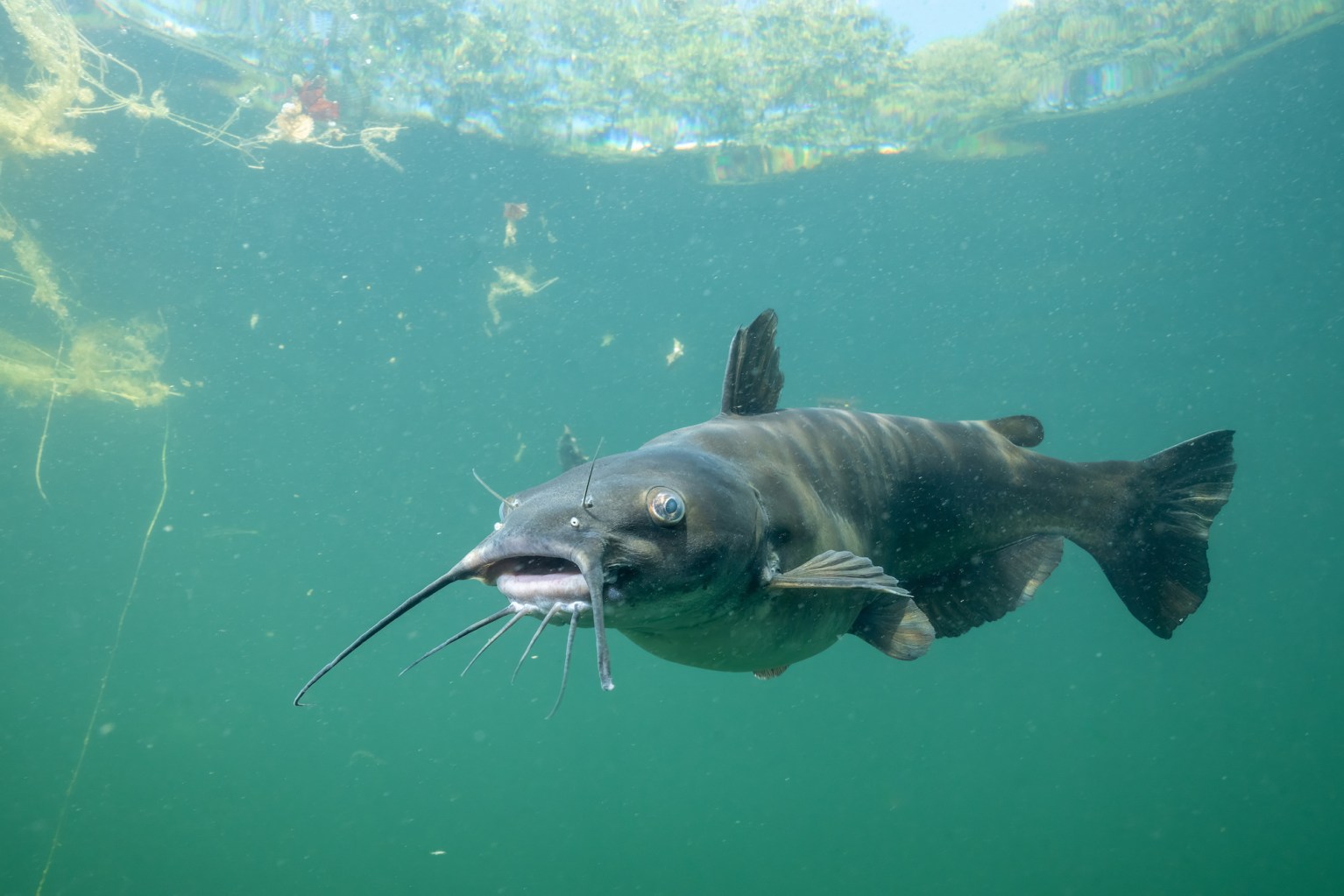 What Do Catfish Eat? These Are Their 20+ Favorite Foods and Bait