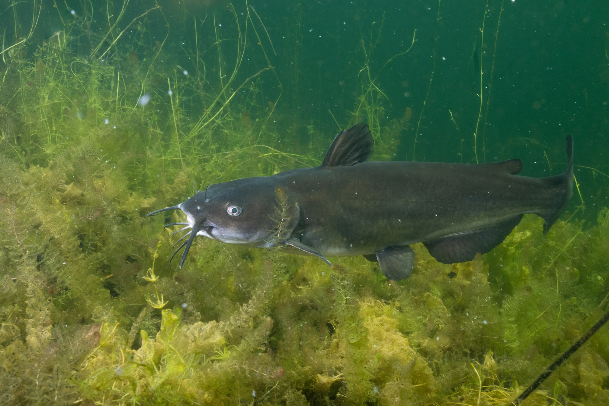 What Do Catfish Eat? | Outdoor Life