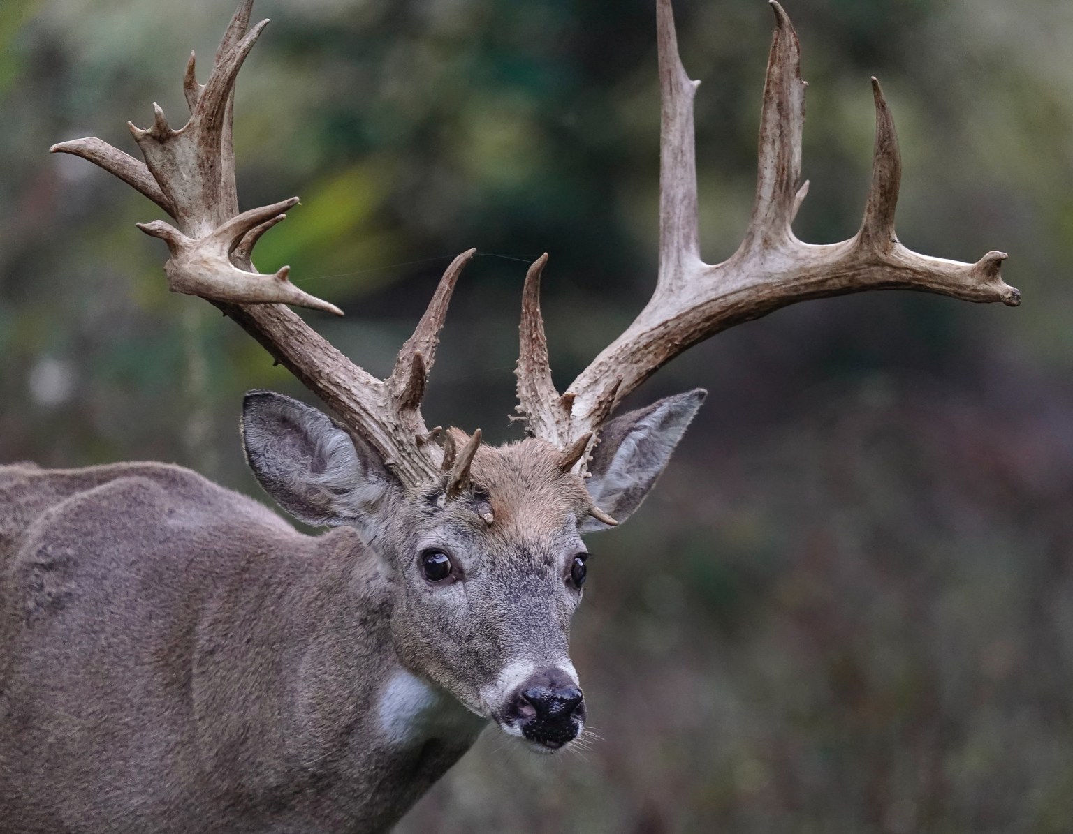 Man Who Poached Hollywood Cemetery Buck Banned from Hunting for 24 Years